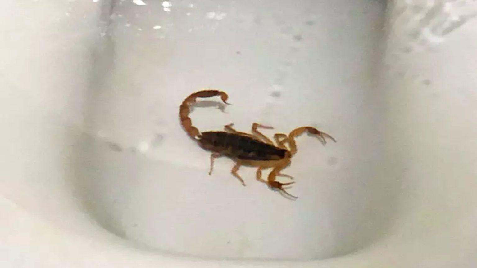 Scorpion Stings: Symptoms, Treatment, and Prevention