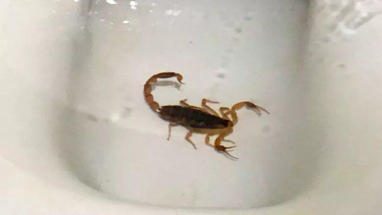 Scorpion Stings: Symptoms, Treatment, and Prevention