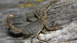 Scorpion Stings: Symptoms, Treatment, and Prevention