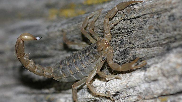 Scorpion Stings: Symptoms, Treatment, and Prevention