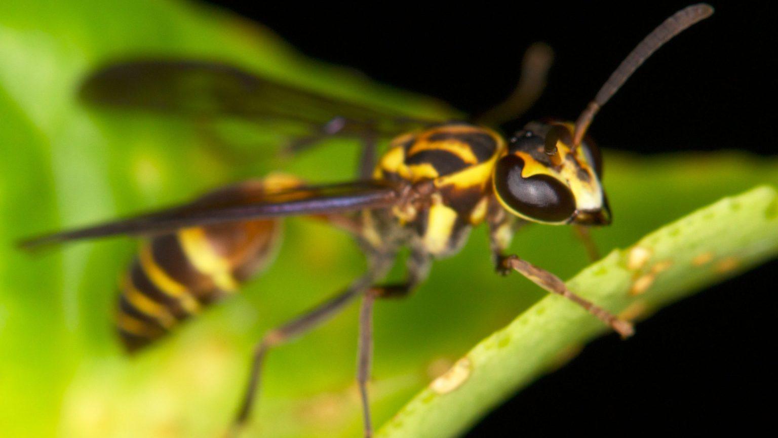 Honey Bees vs Wasps: Identification & Differences