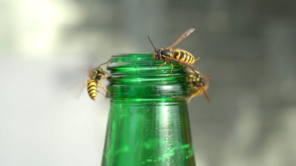 How to Treat a Wasp Sting: Effective Remedies and Tips
