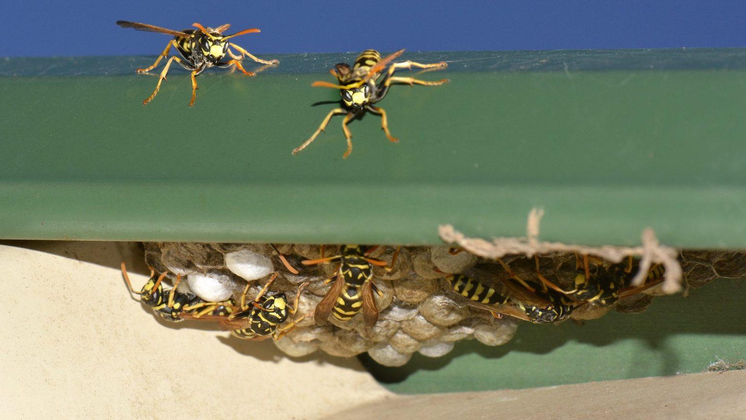 How to Get Rid of Paper Wasps | DIY Methods & Guide