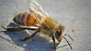Honey Bees vs Wasps: Identification & Differences