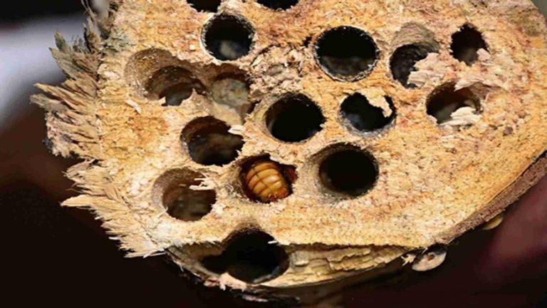 Carpenter Bee Information: Types, Infestation & Prevention