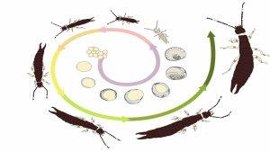 What Are Earwigs? Identification, Benefits, and Control Tips