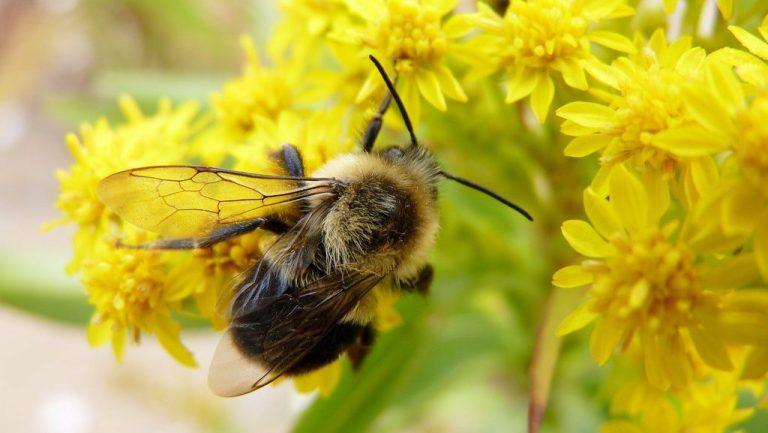 Do Bumble Bees Sting or Bite? Symptoms and Prevention