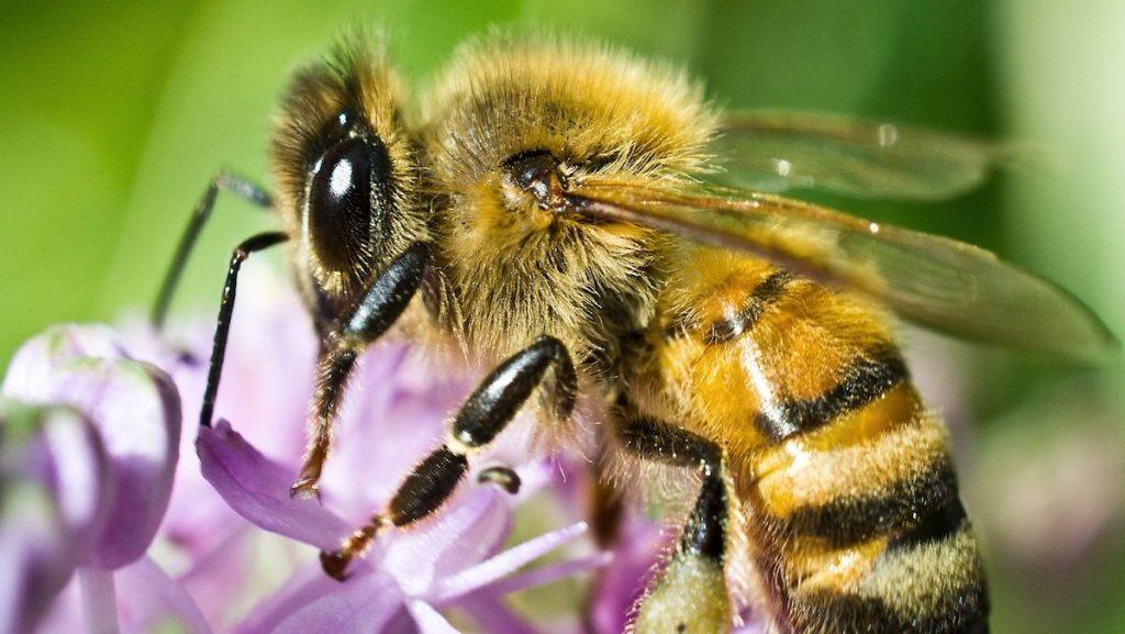 Honey Bees vs Wasps: Identification & Differences