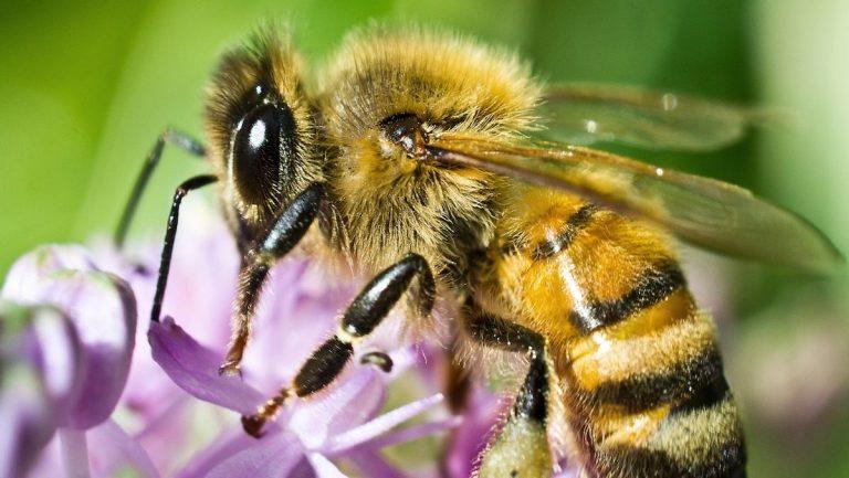 Honey Bees vs Wasps: Identification & Differences
