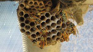 How to Get Rid of Paper Wasps | DIY Methods & Guide