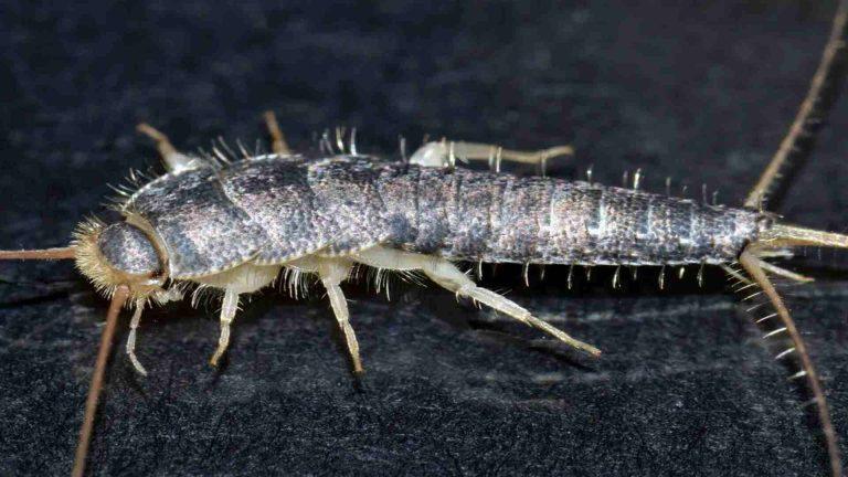 Silverfish in the Home: Causes, Prevention & Effective Solutions
