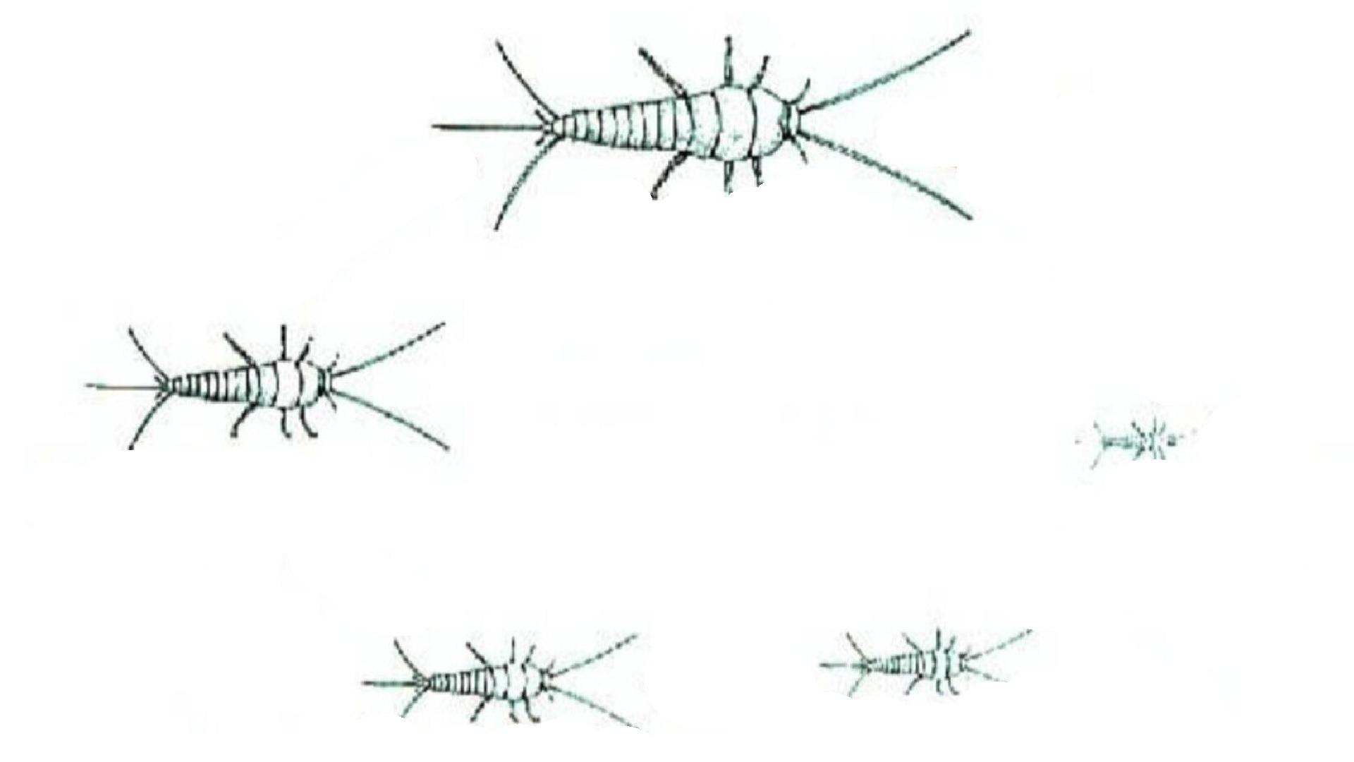 Silverfish Information, Types, Infestation & Prevention Tips