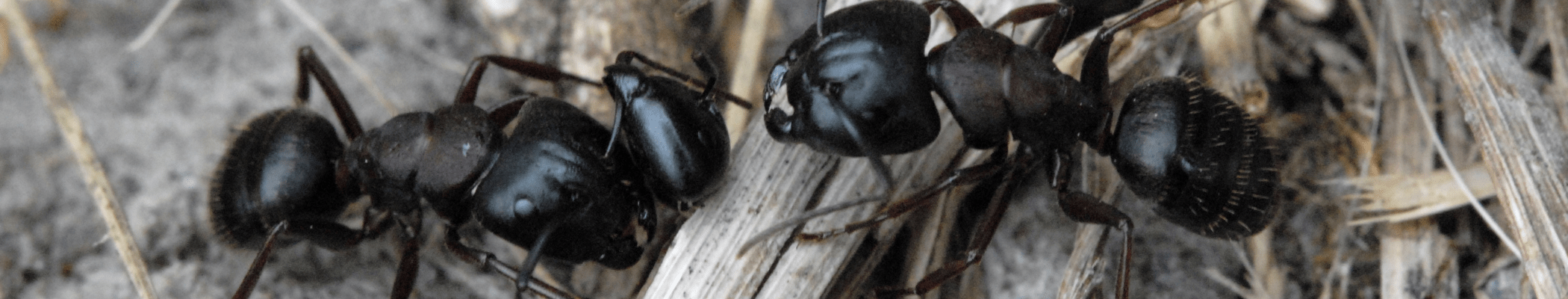 What Smell Do Ants Hate Pests Exterminators