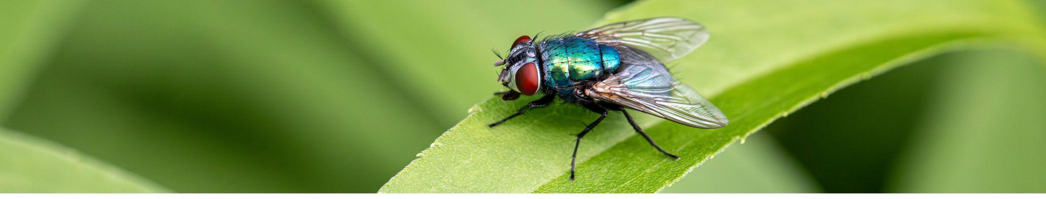 Flies Information, Types, Infestation, and Prevention