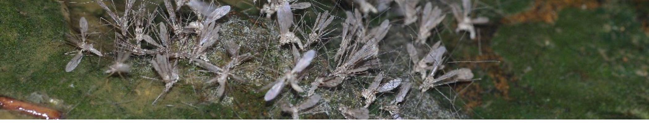 Gnats: Types, Infestation Signs, Prevention & Treatment