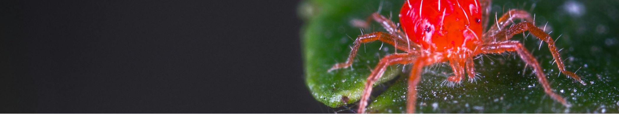 Mites: Types, Infestation, Identification & Prevention Tips