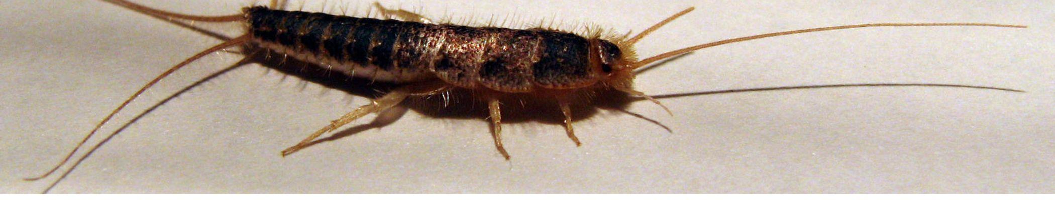 What are Silverfish: Understanding These Common Pests