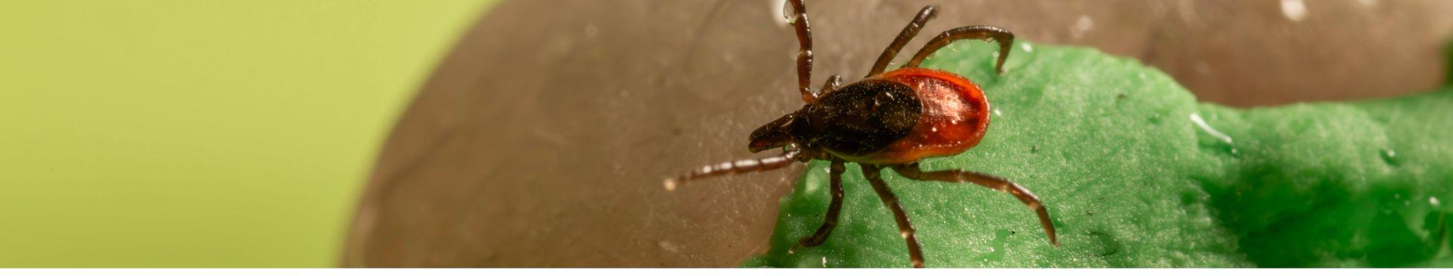 Ticks Information, Types, Infestation, and Prevention