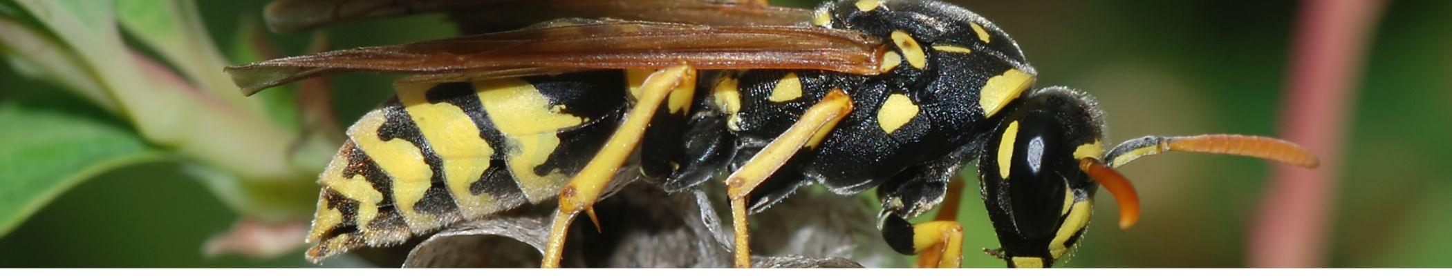 Wasps Information, Types, Infestation, and Prevention