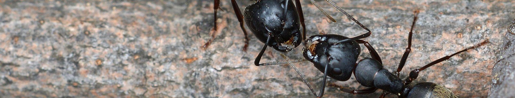 Why Do Ants Carry Dead Ants? Ant Necrophoresis Behavior