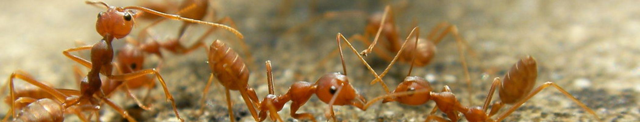 What Do Fire Ants Eat? - Affordable Pest Control Services | Best Pests ...