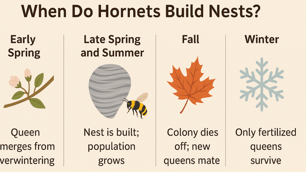Where Do Hornets Nest? | Identify Hornet Nests Around Your Home
