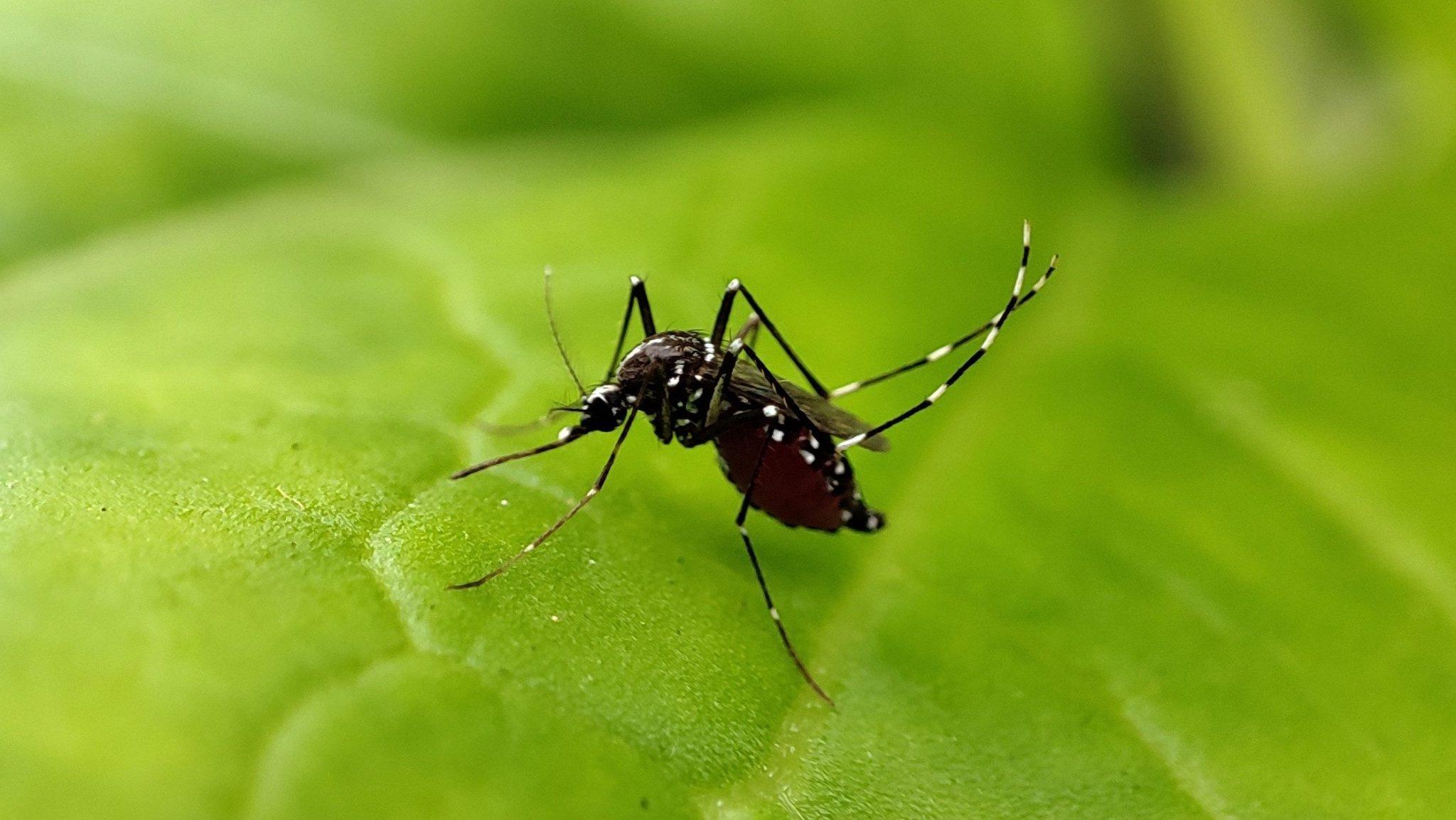 What Is the Difference Between Male and Female Mosquitoes?