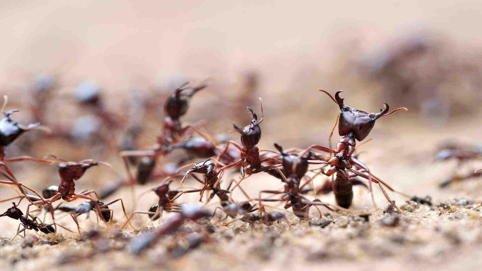 Why Do Ants Carry Dead Ants? Ant Necrophoresis Behavior