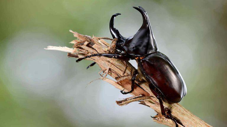What Do Beetles Eat? | A Homeowner's Complete Guide