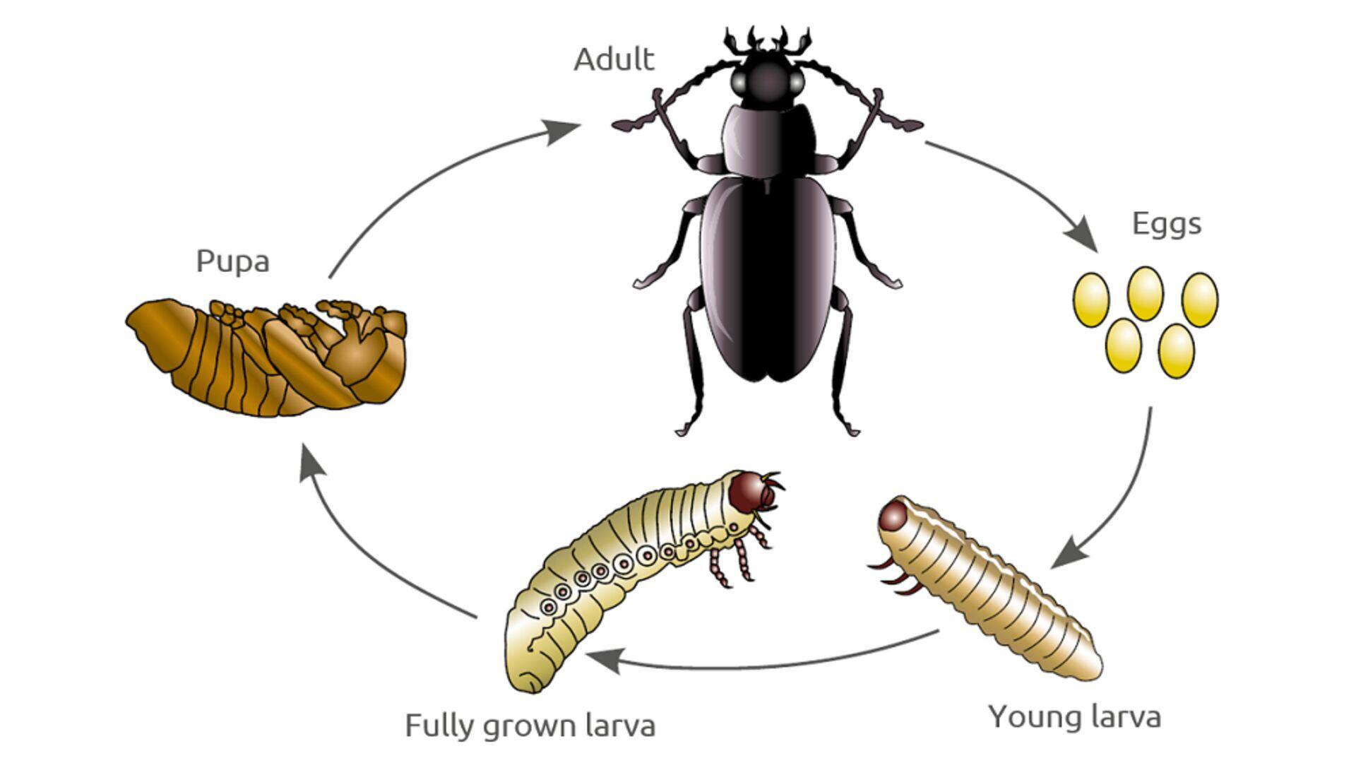 Beetle Information, Types, Infestation, and Prevention