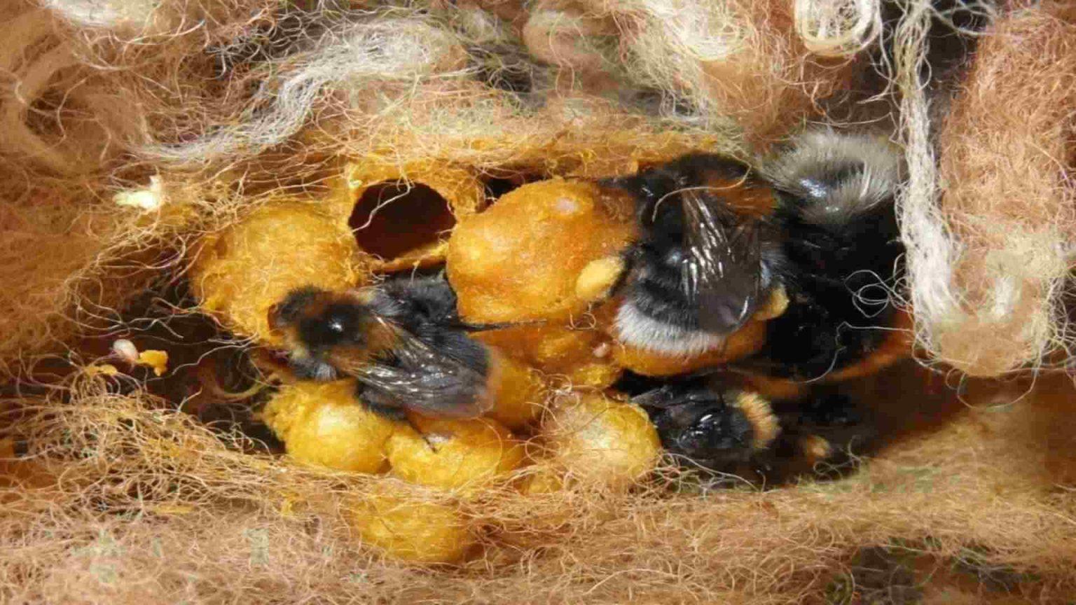 Bumblebee Facts: Types, Infestations & Prevention Tips