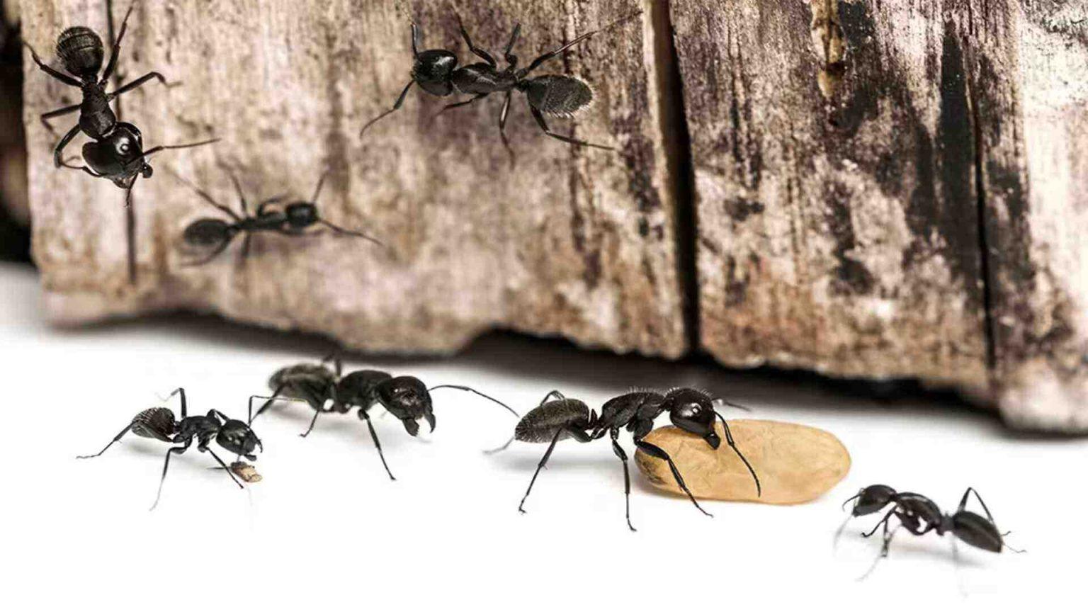 Red and Black Carpenter Ants: Comparison | Pests Exterminators