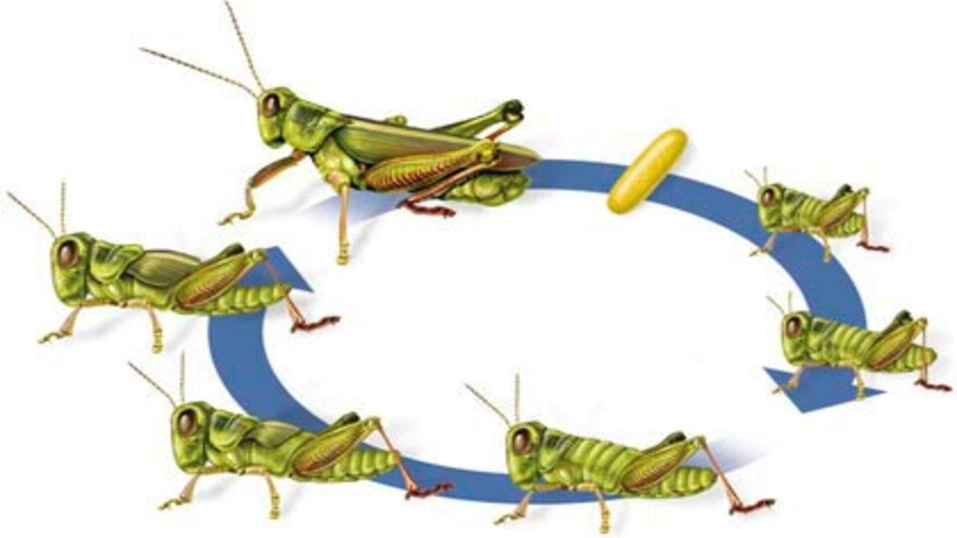 Crickets Information: Types, Infestation & Prevention Tips