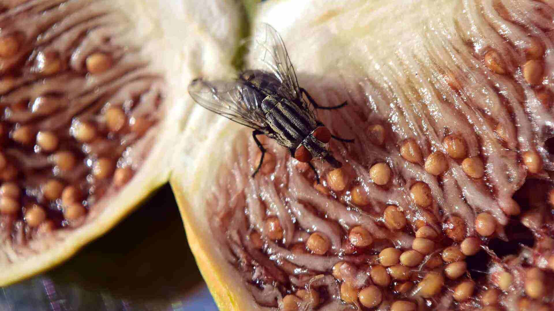 Flies Information, Types, Infestation, and Prevention