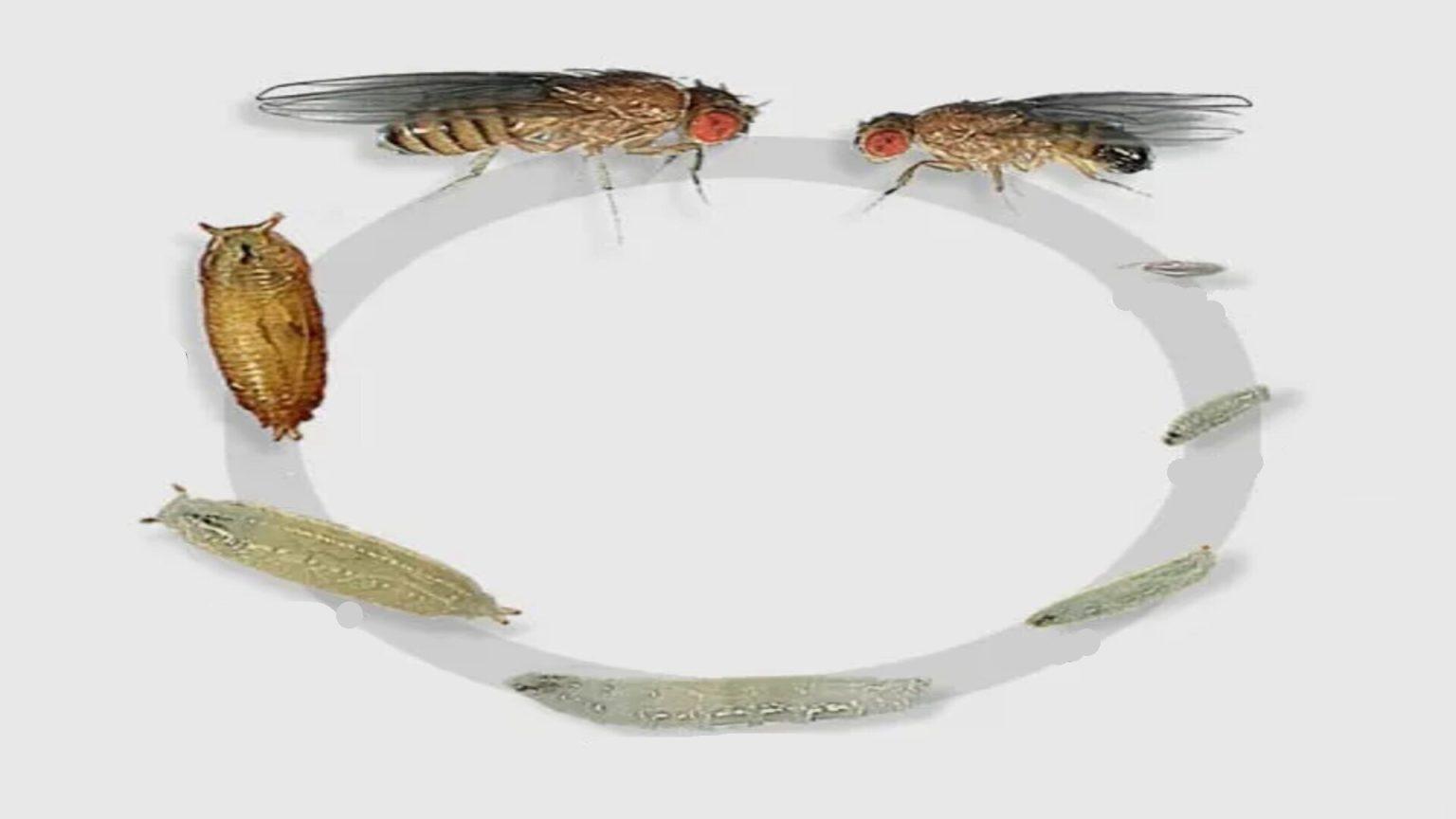 Flies Information, Types, Infestation, and Prevention