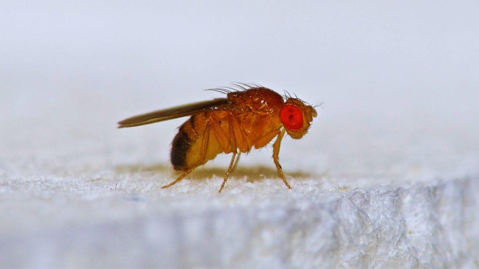 Gnats: Types, Infestation Signs, Prevention & Treatment