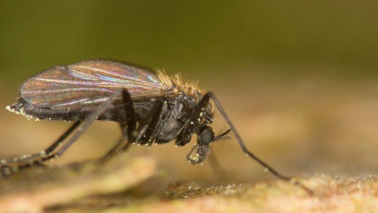 Types of Gnats Commonly Found in Homes: Identification and Prevention Guide