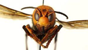 Hornet Information, Types, Infestation, and Prevention