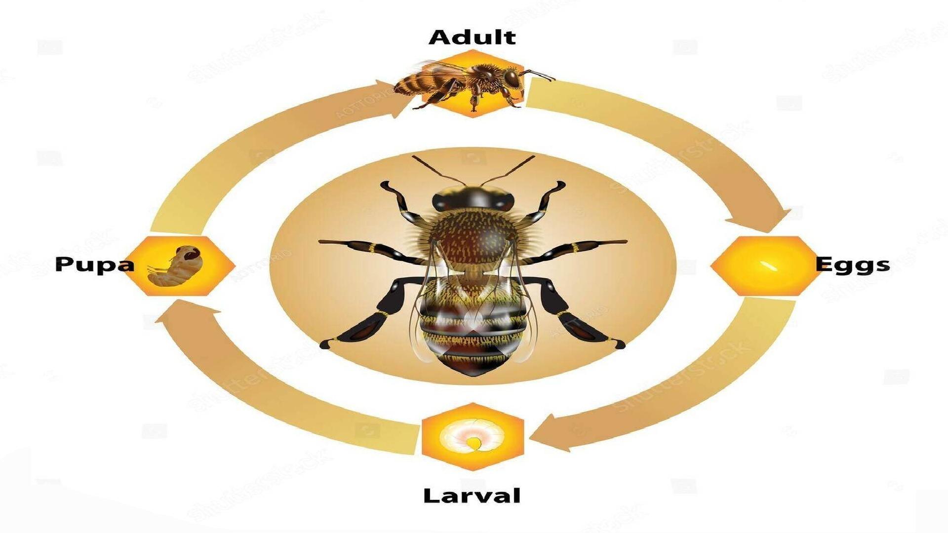Hornet Information, Types, Infestation, and Prevention
