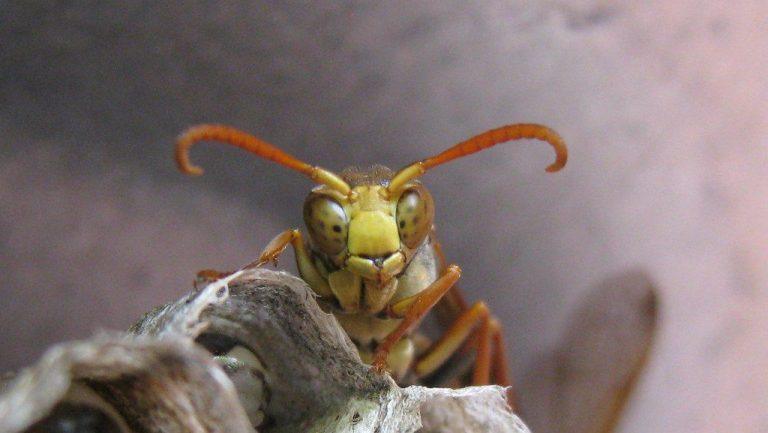 How to Get Rid of Paper Wasps | DIY Methods & Guide
