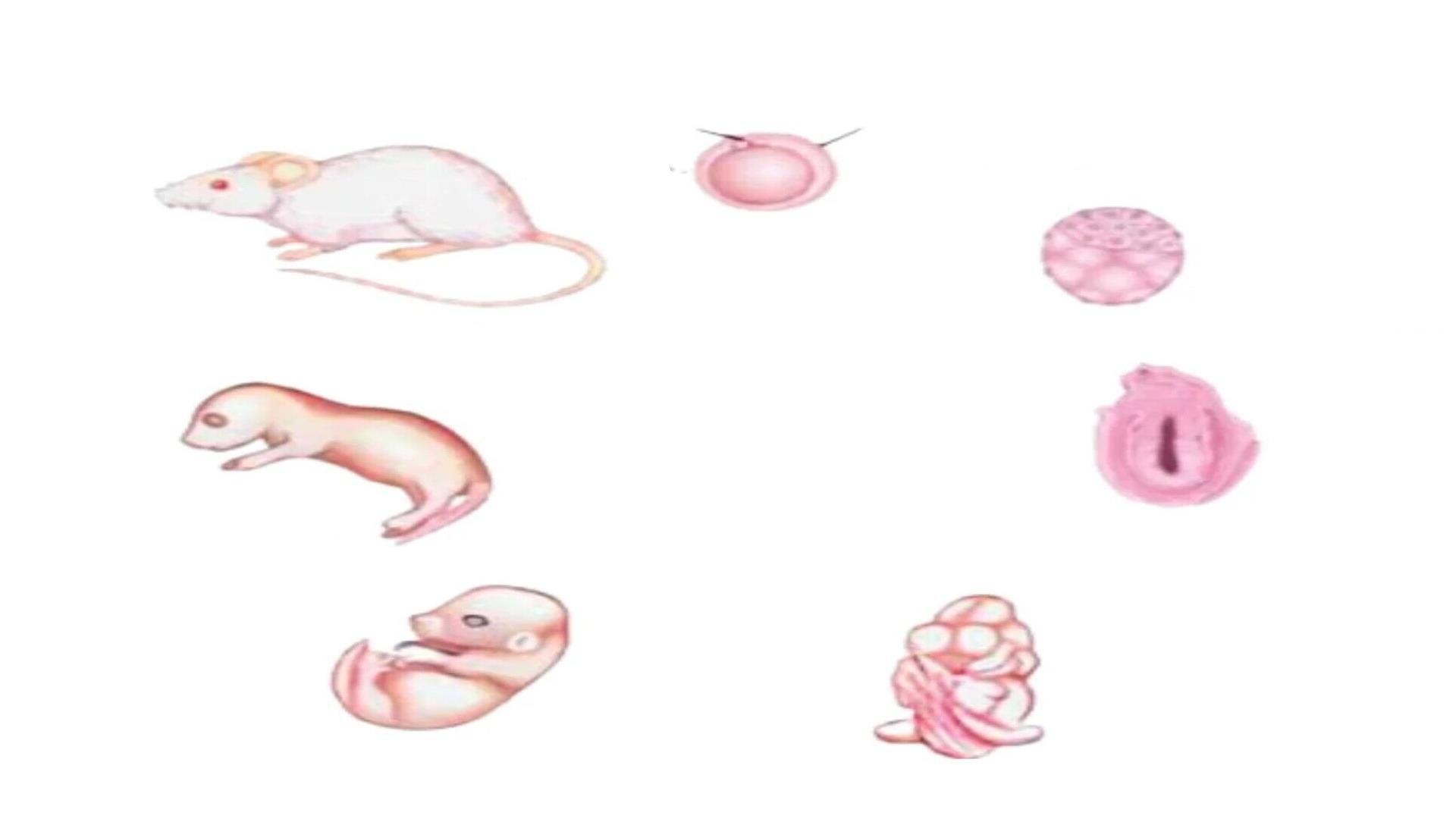 Rodent Information | Types, Infestation & Prevention Tips