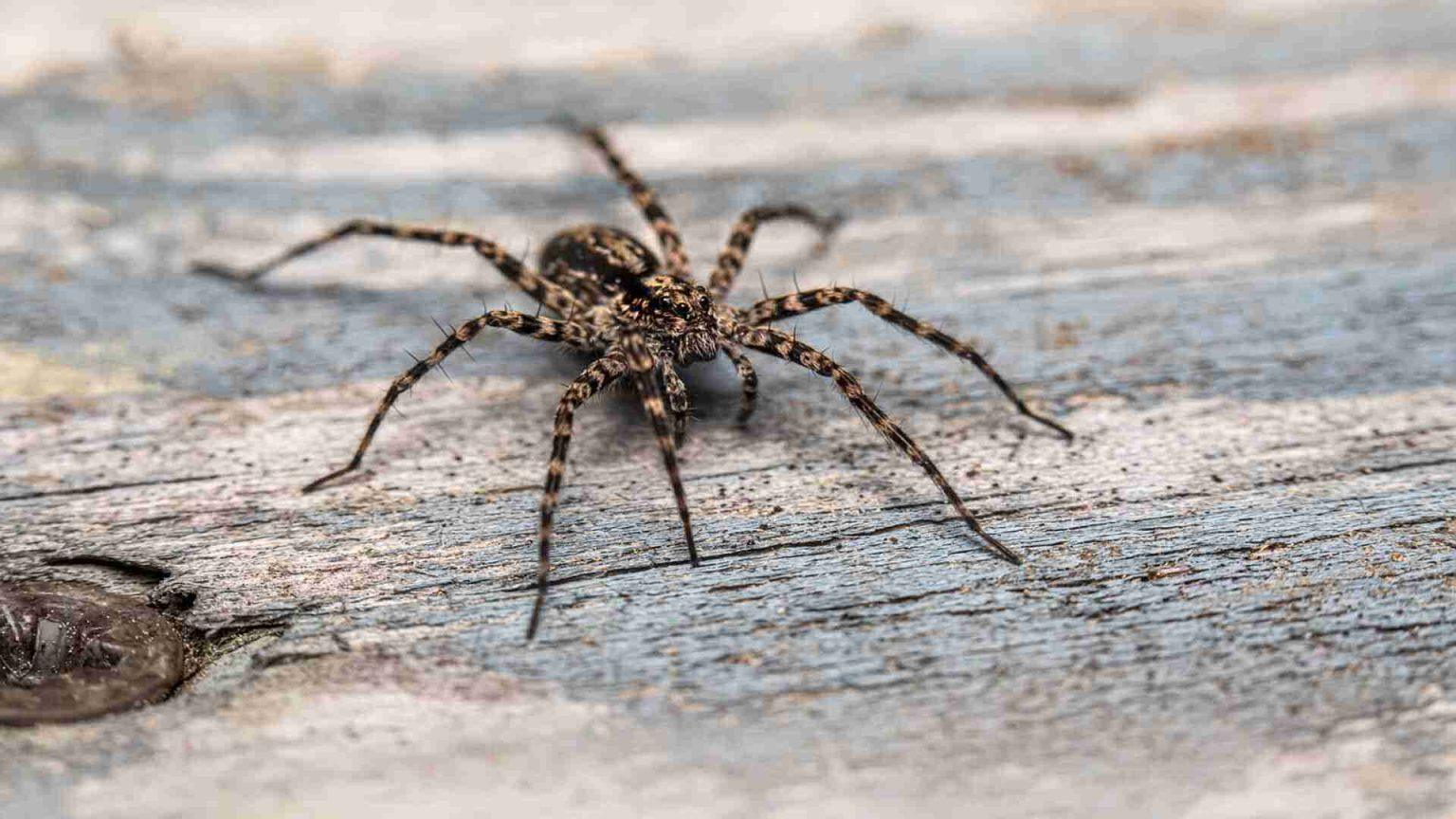 Spider Anatomy: How Spider Legs Work & Their Unique Functions