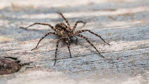 Spider Anatomy: How Spider Legs Work & Their Unique Functions