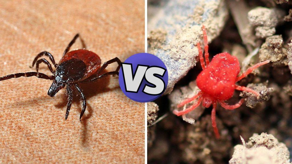 What Is the Difference Between Ticks and Mites? - Affordable Pest ...