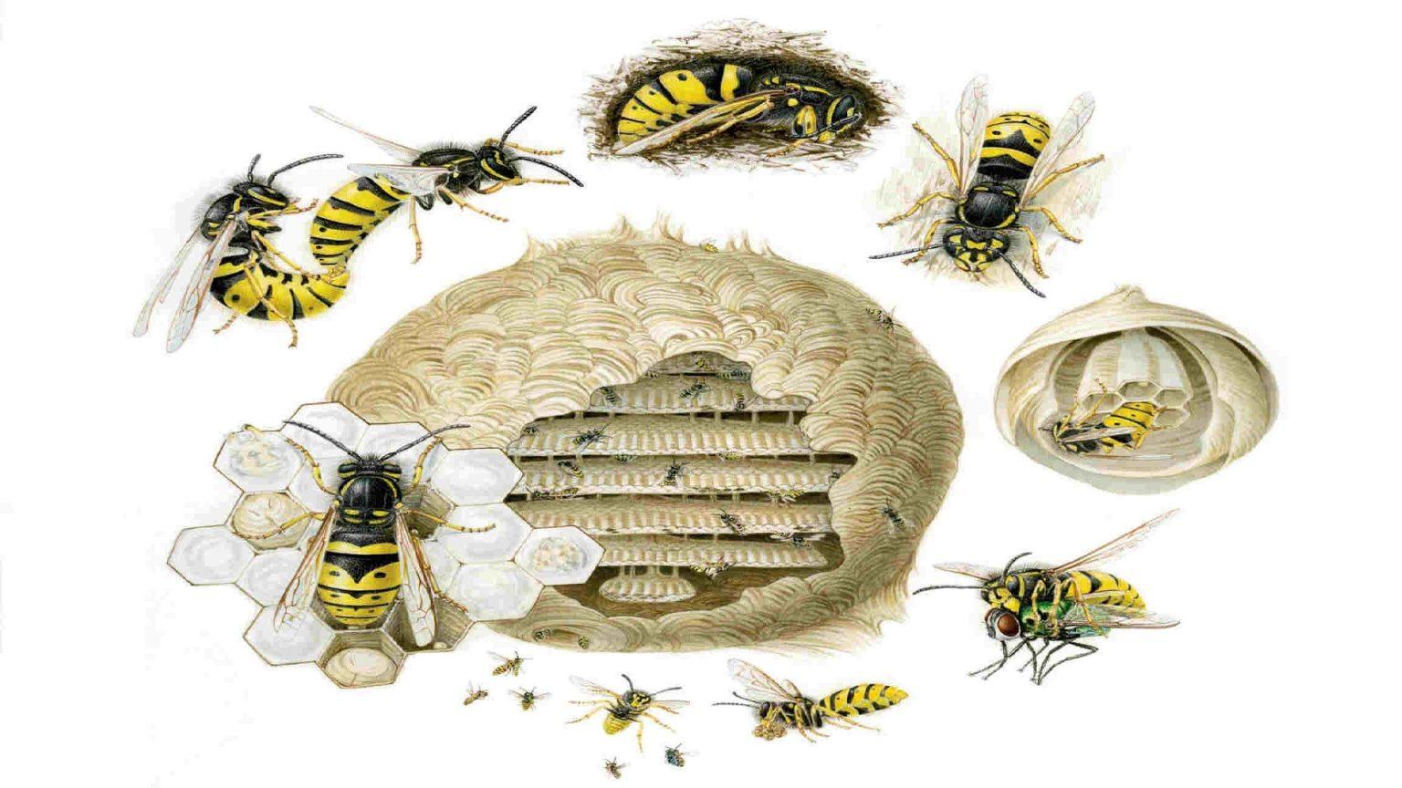 How Long Do Yellow Jackets Live? | Pests Exterminators
