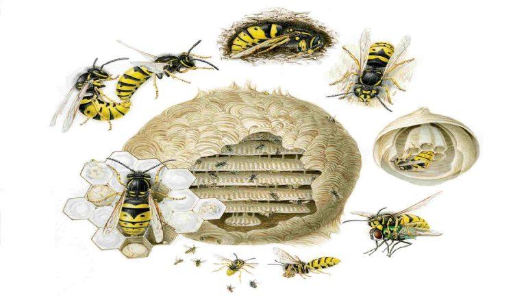How Long Do Yellow Jackets Live? | Pests Exterminators