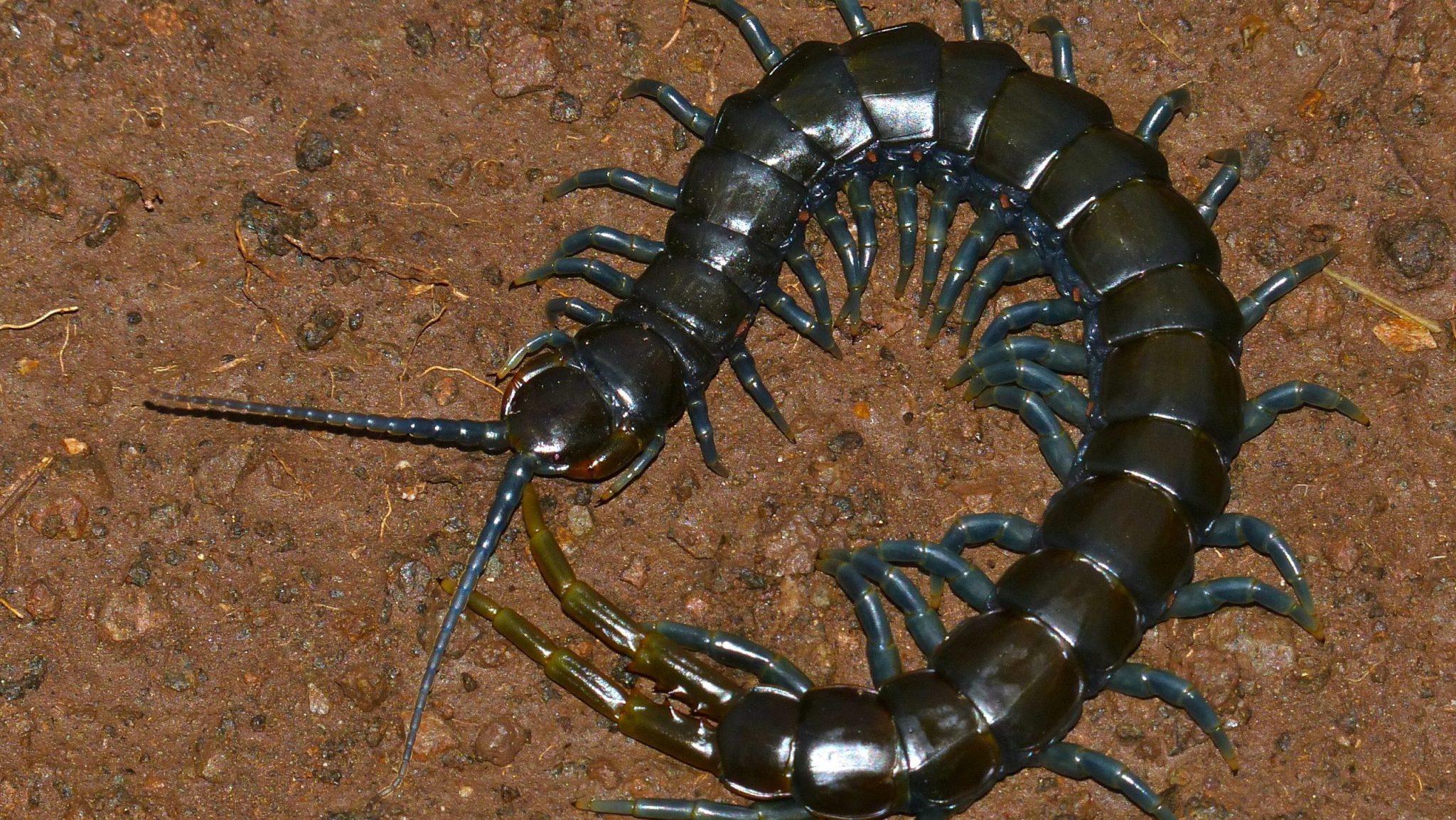 Centipedes vs Millipedes: Identification, Infestation and Control Methods