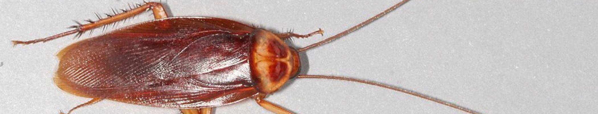 Cockroach vs Palmetto Bug: Differences - Affordable Pest Control ...