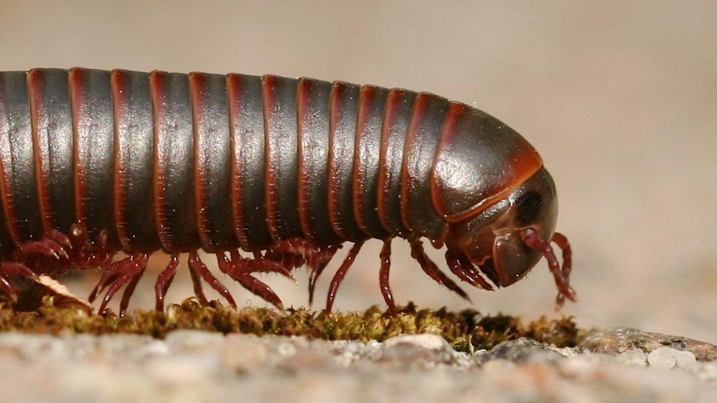 Centipedes vs Millipedes: Identification, Infestation and Control Methods