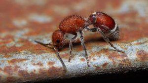 Wood Ants | Identification and Prevention